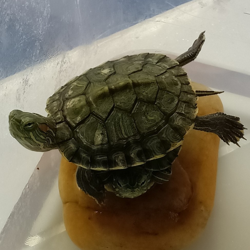 SeasonedTurtle's Blog